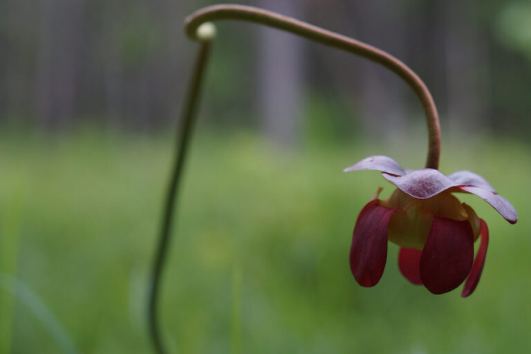 Why are My Plants Drooping? - Leafy Legends