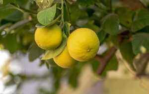 The Best Soil for Lemon Trees: A Comprehensive Guide - Leafy Legends
